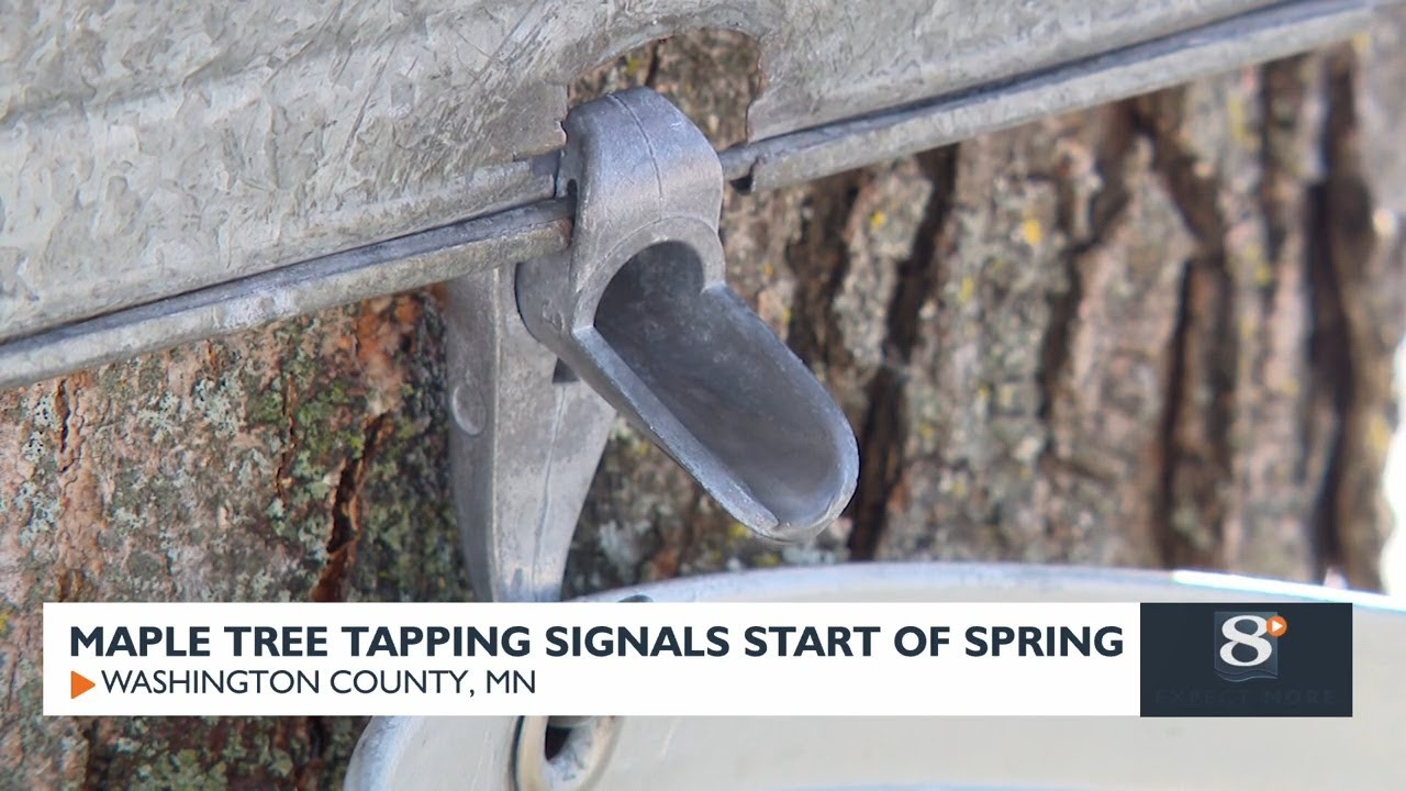 Maple tree tapping signals start of Spring | Washington County, MN ...