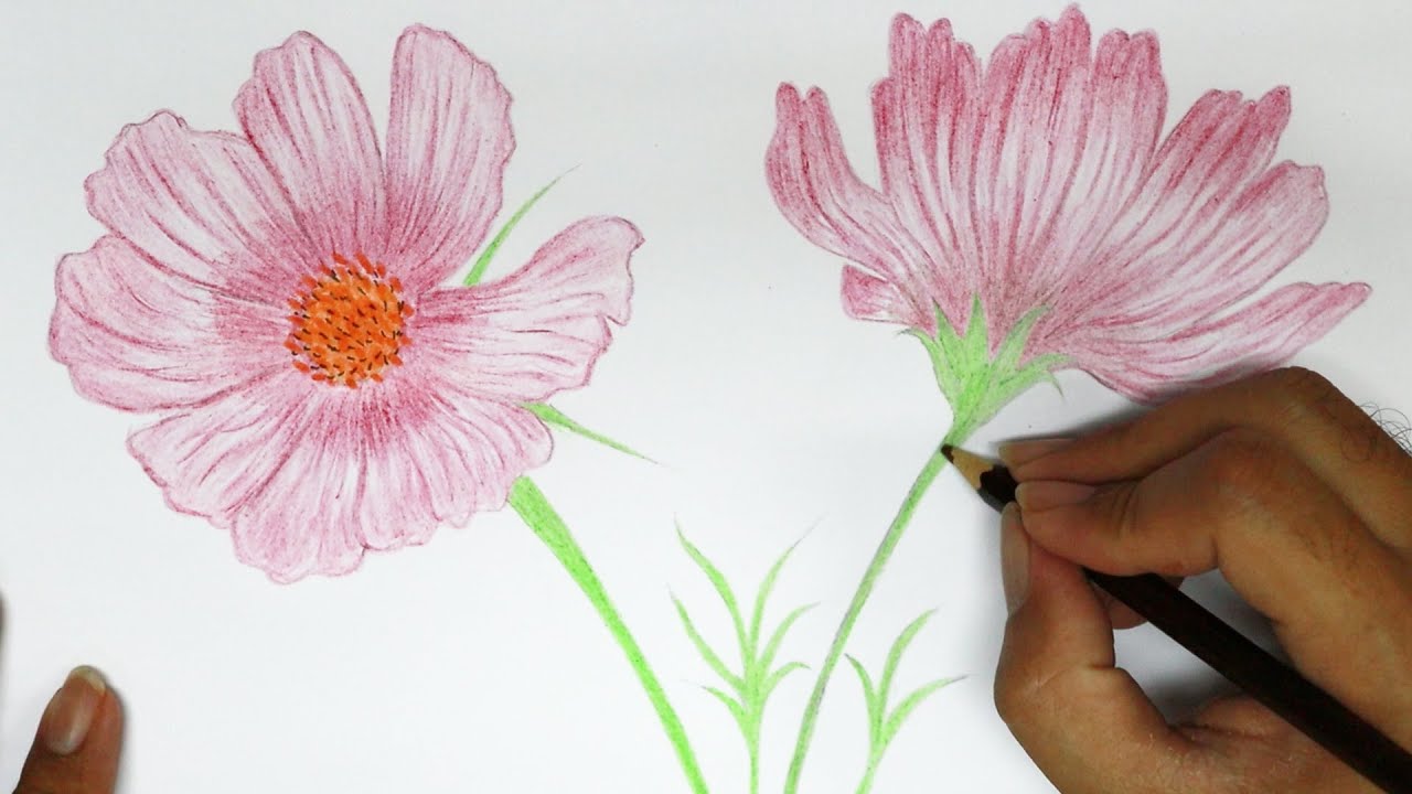 flower | How to draw flower step by step | The art of Cambodia - YouTube