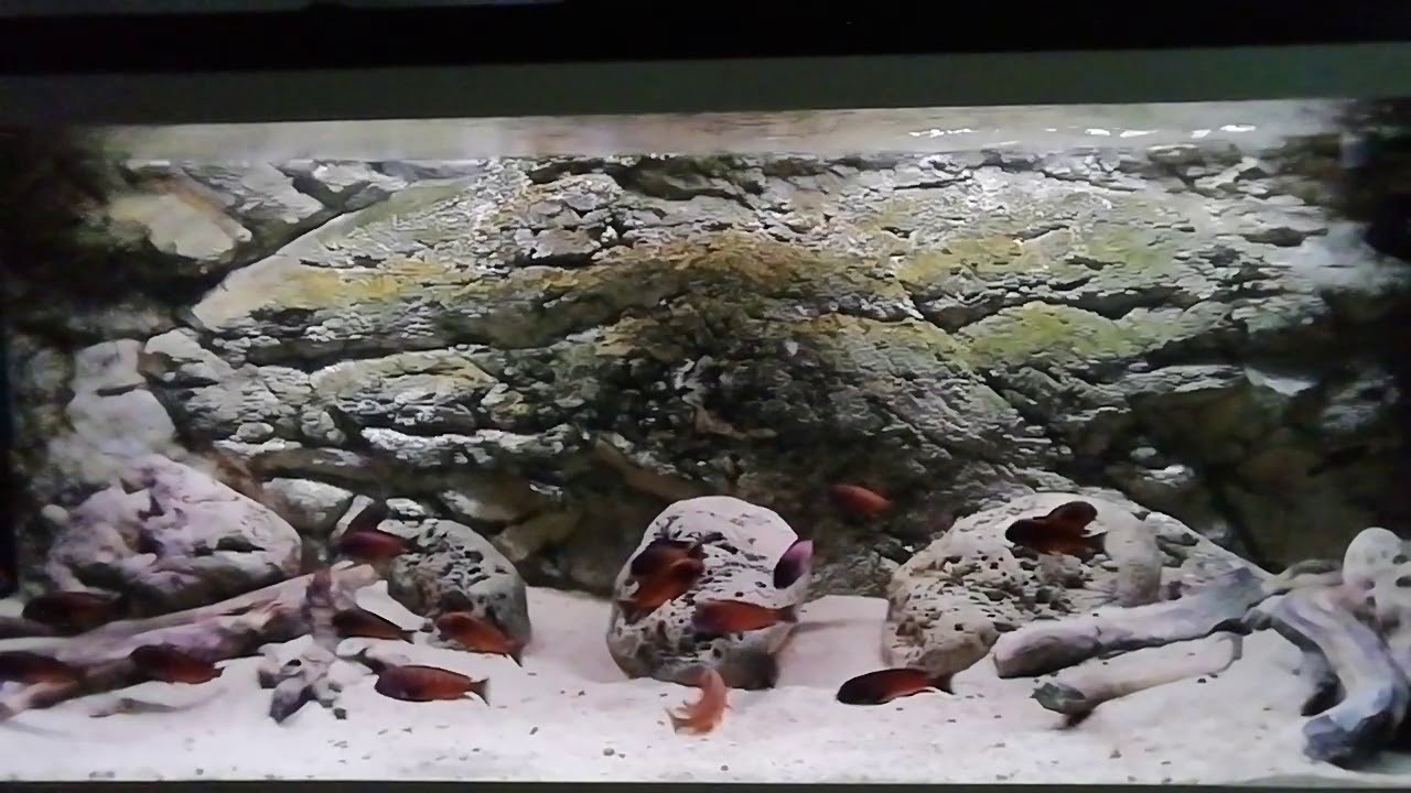 tropheus ndole red - YouTube