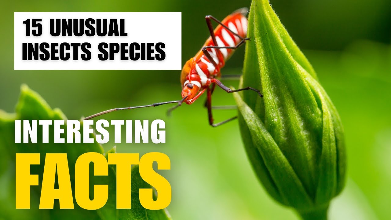 Exploring the World of Very Unusual Insect Species | Interesting Facts ...
