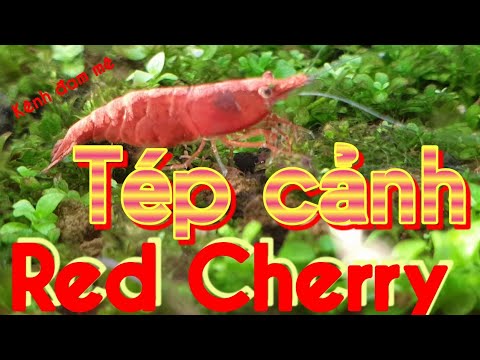 🔴 TÉP CẢNH RED CHERRY/Kênh Đam Mê và cuộc sống Pháp 🇨🇵 - YouTube