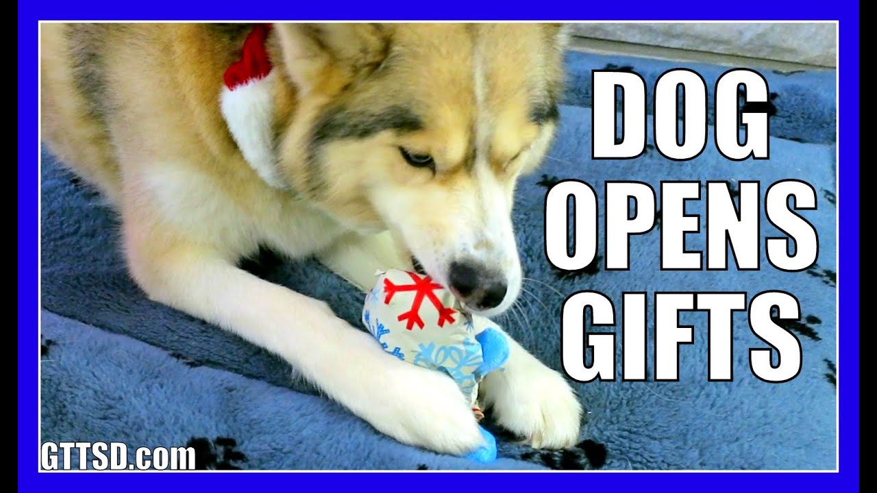 DOG OPENS CHRISTMAS PRESENTS and GIFTS - YouTube