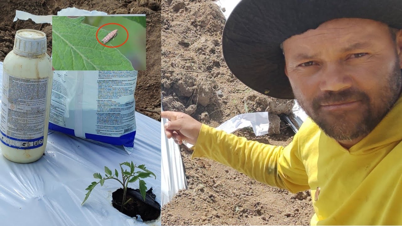 inseticida pra traça do tomateiro (tuta absoluta) mosca minadoura ...