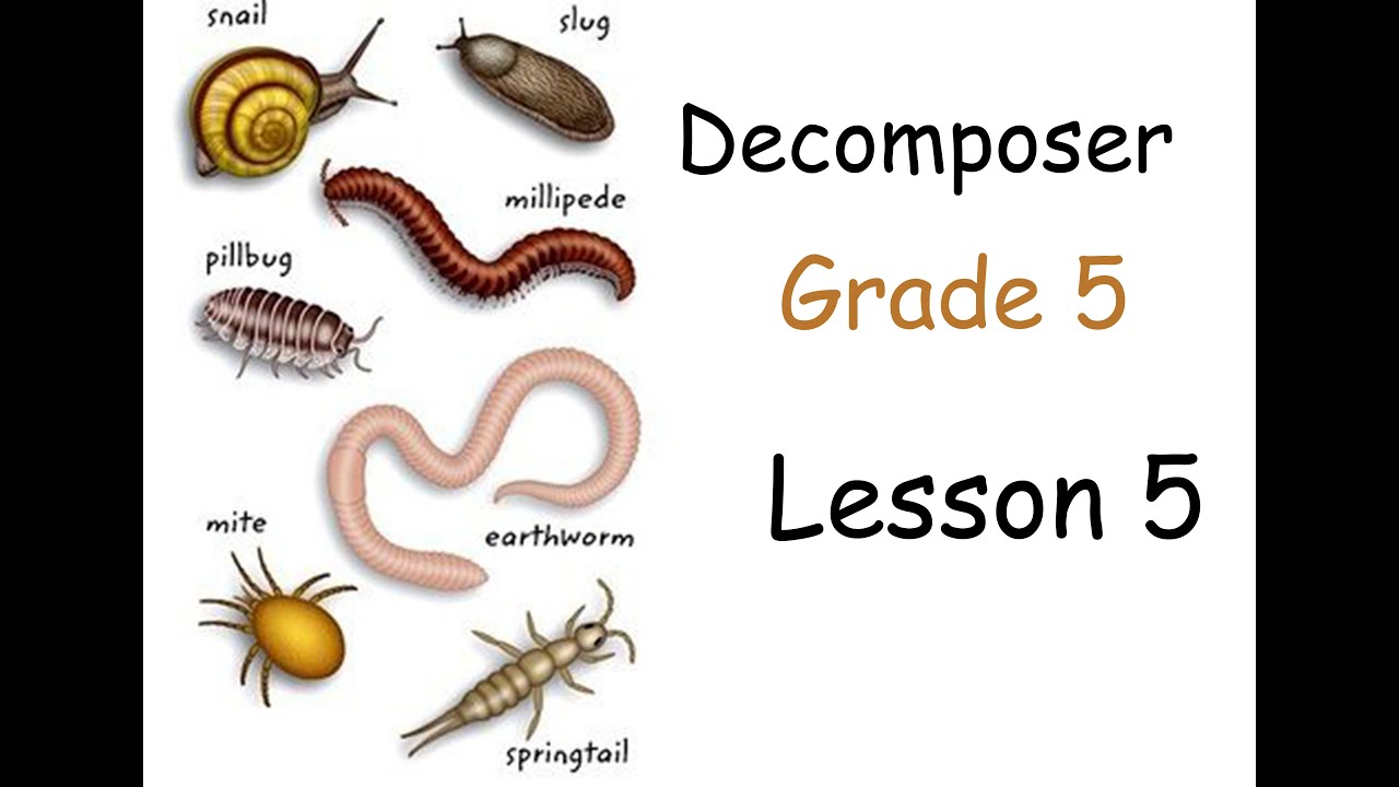 Decomposers , Concept 2 , Lesson 5 - YouTube