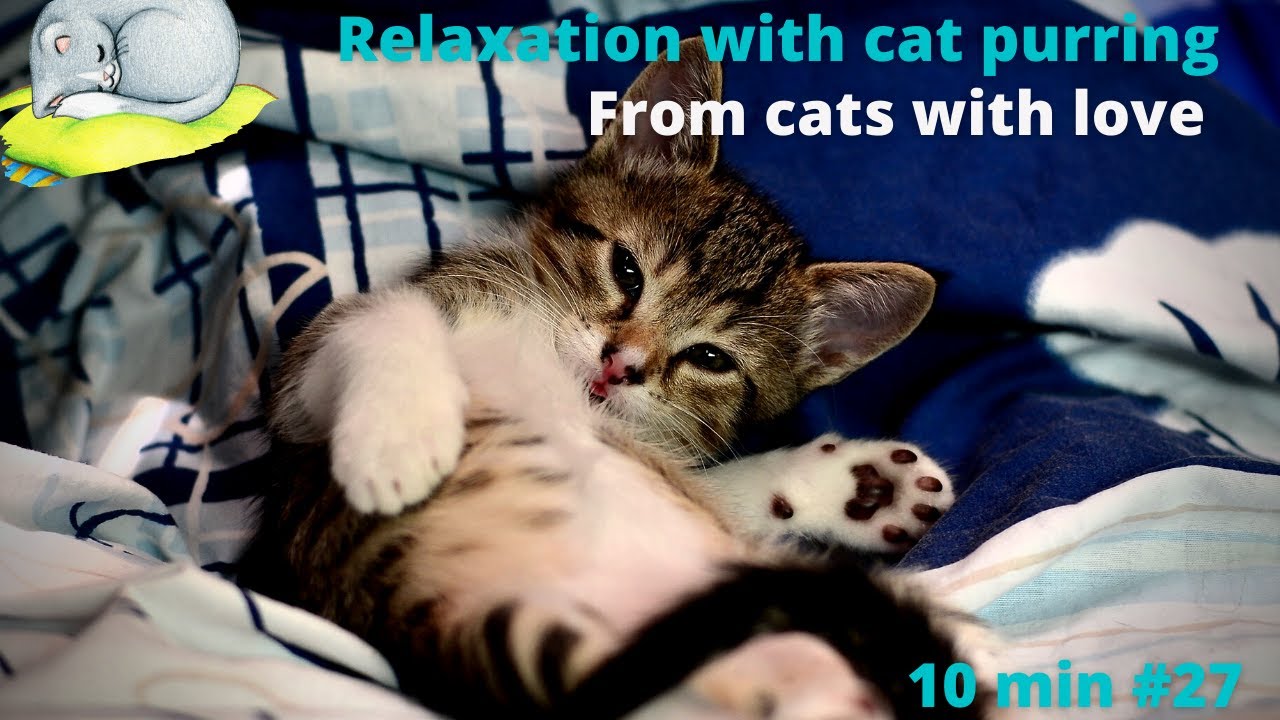 Cute kitten 😽Cat Relaxing to Calm Cute😽Cat Relaxing to Calm Music 🐈Cat ...