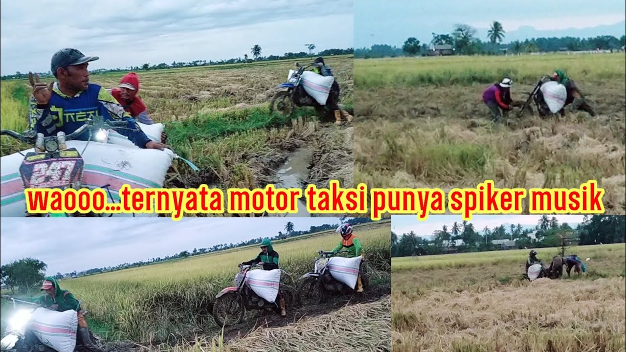 aksi motor taksi/ojek gabah saat melewati medan berlumpur - YouTube