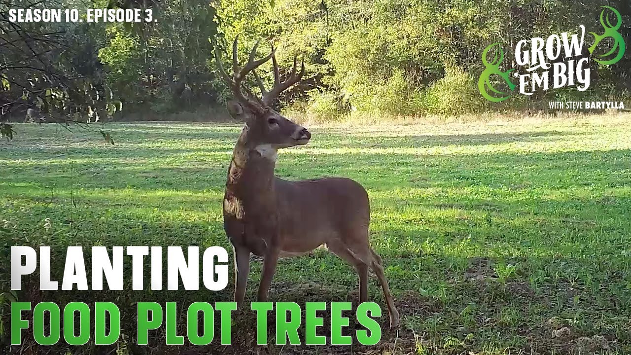 Top 3 Tips When Planting Spring Food Plot Trees - YouTube