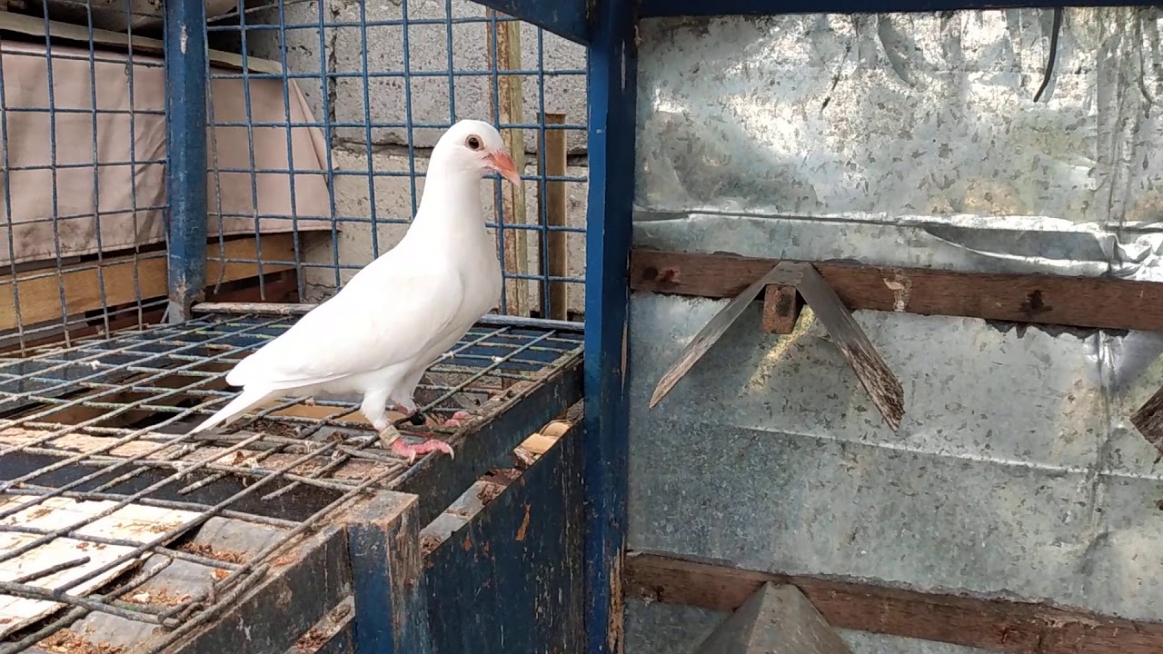 #palipad ng mga flyers #kalapatids - YouTube