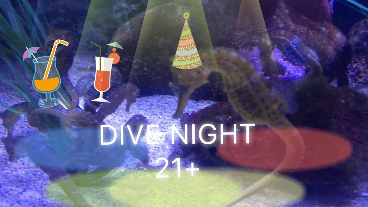 Dive Night at the Aquarium of the Pacific - YouTube