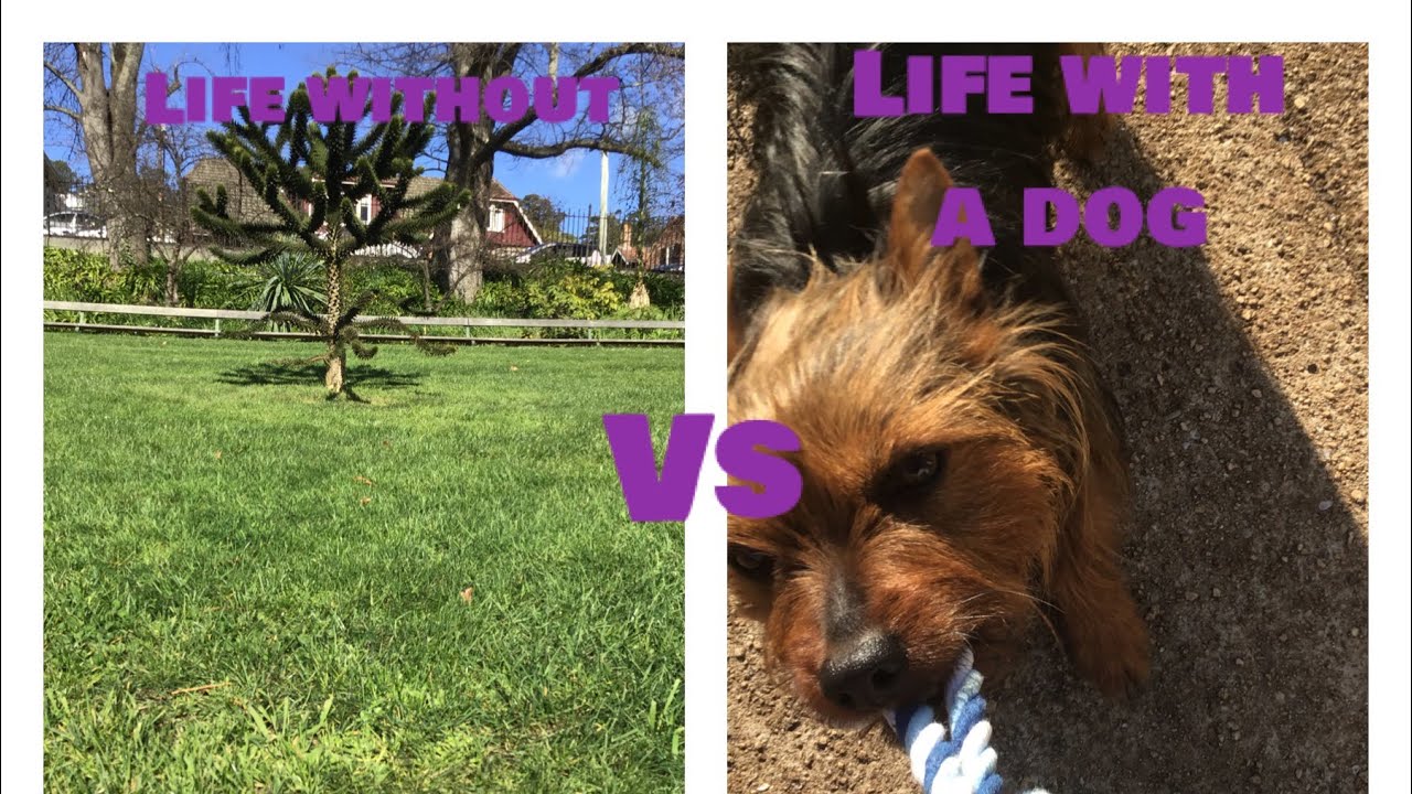 Life with vs without a dog - YouTube