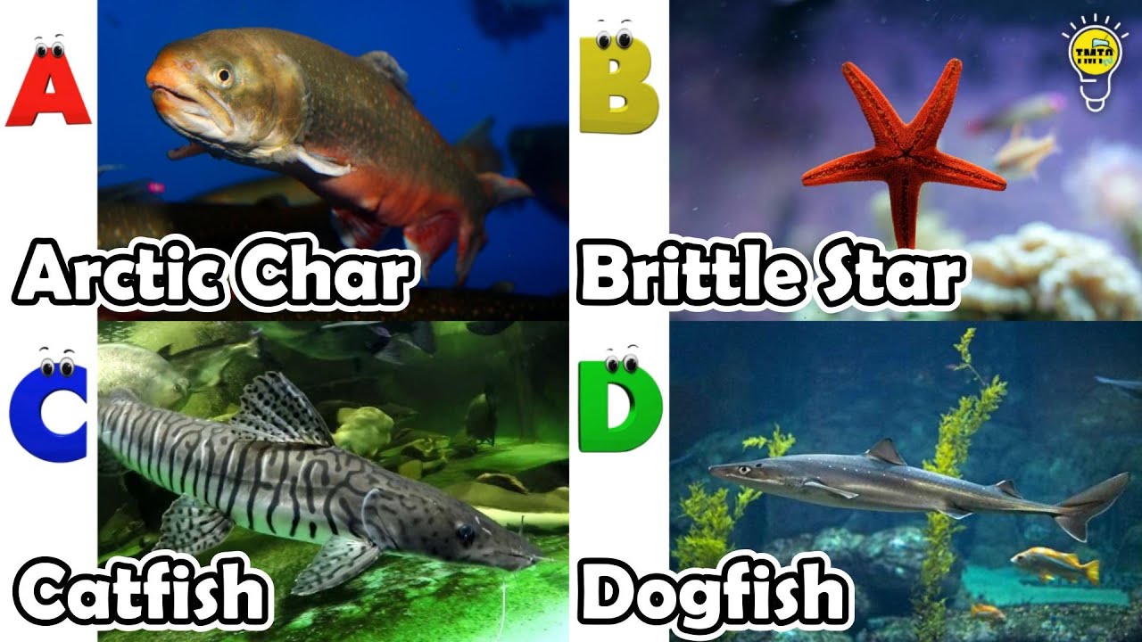 Cute ocean animals | ABC phonics animals | ABC Sea Animals song ...