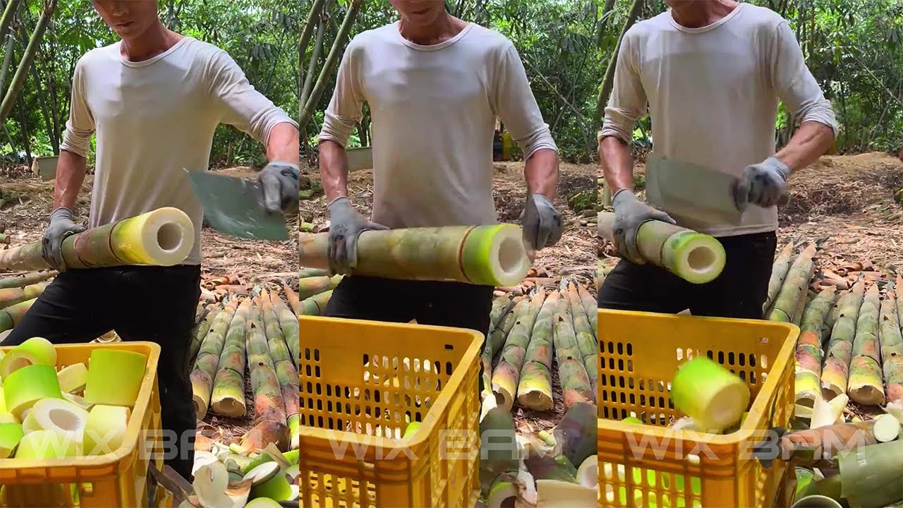 How To Cutting Bamboo Shoot Professional P208 - YouTube