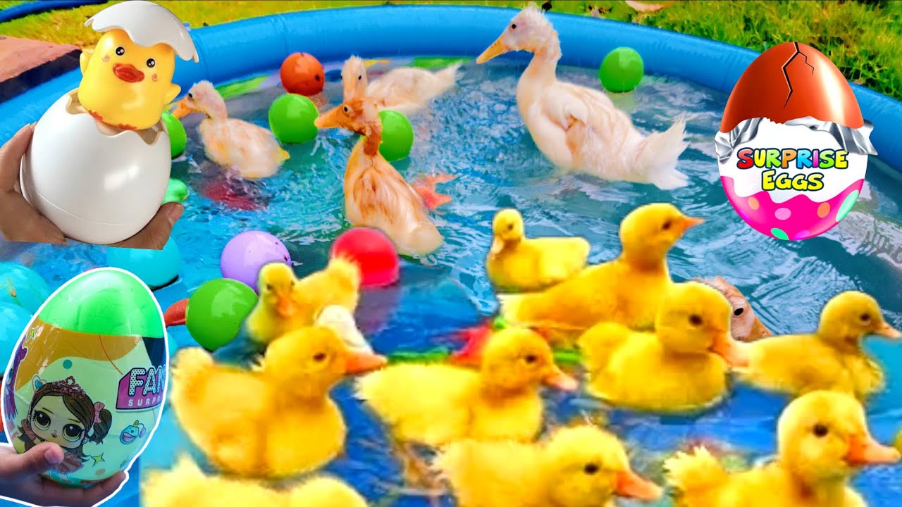 Ducks Jump from Surprise Eggs into The pool of Fish, Lobsters, Turtles ...