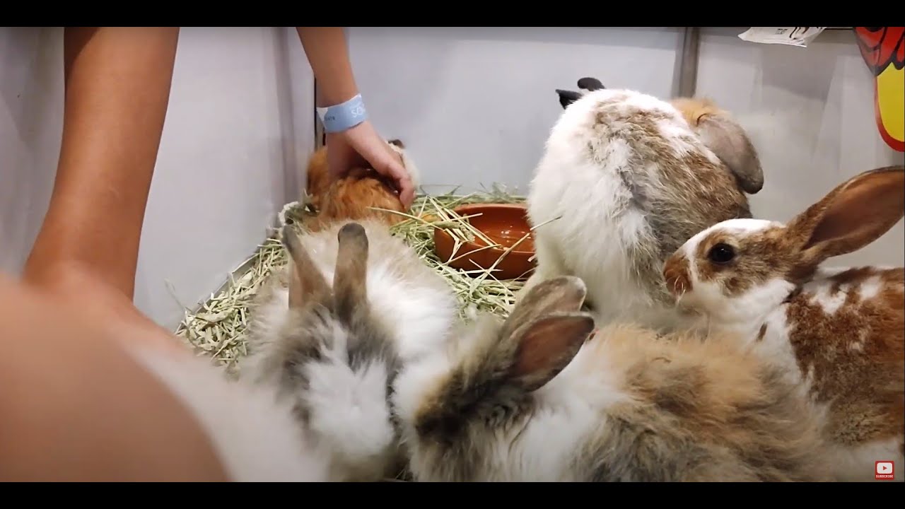 My Cat Expo 2023 🐈🐇 🐍🦨🦦🐁🐿️🐠🕷️🦜🦎 | Ioi City Mall | 10k More people | 10 ...