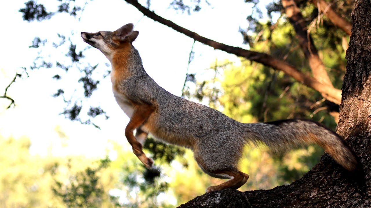 Foxes having fun: Climbing, chasing, and bounding - YouTube