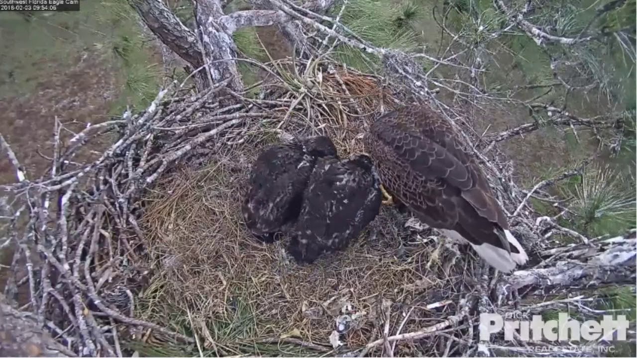 2/3/18..SWFL Eagles~ Dad Delivers A Headless Squirrel. - YouTube