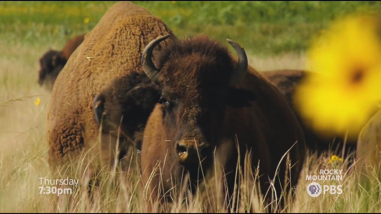 Colorado Experience | Return of the Buffalo, Part 2 (preview) - YouTube