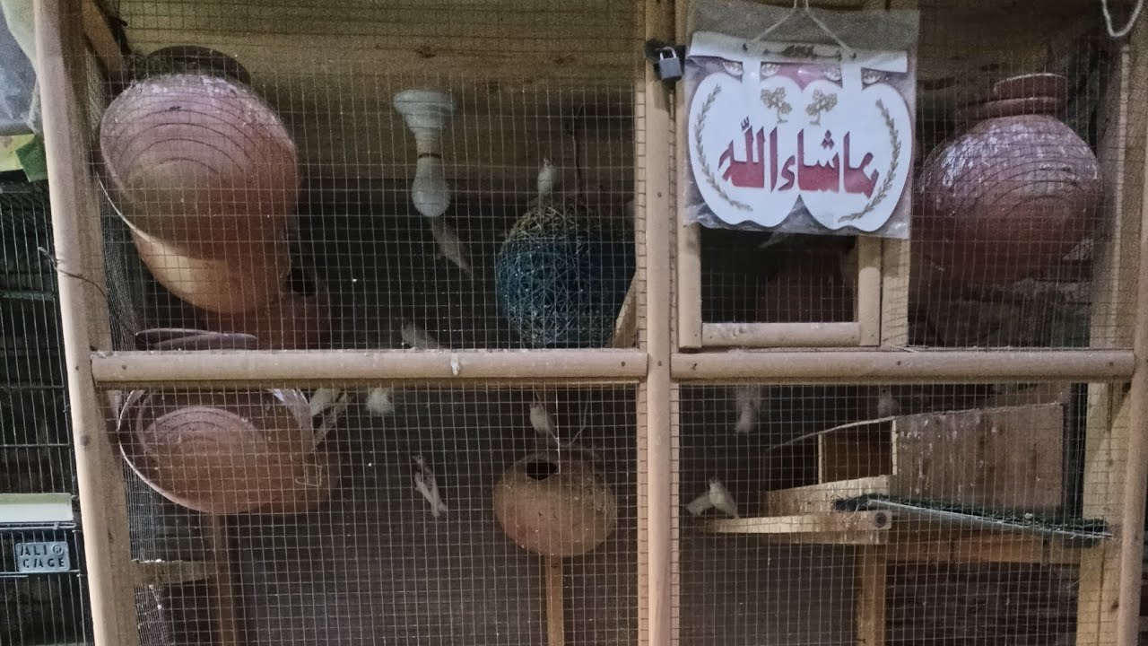 My birds room tour before & After cleaning 🥳 - YouTube