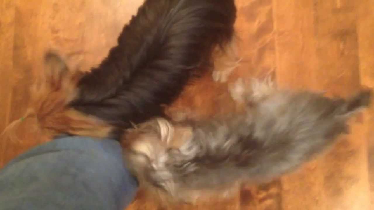 Man loses foot to Yorkie Attack Dogs - YouTube