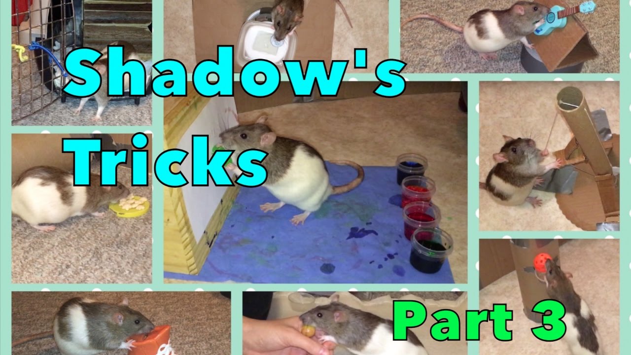 Shadow The Rat's Amazing Tricks Part 3 - YouTube