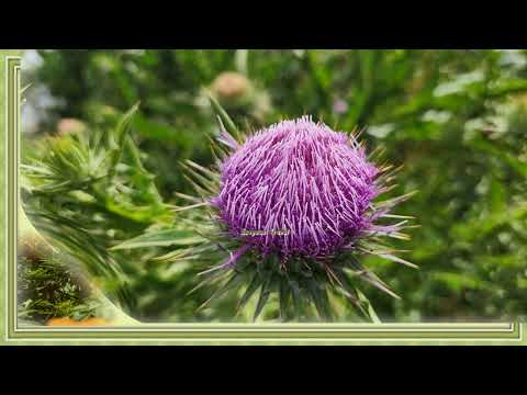 Eltiye Doğum Günü Mesajları Ve Sözleri