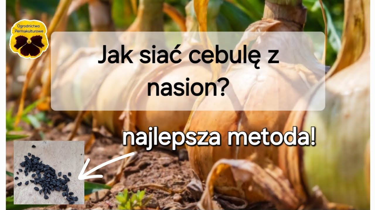 Jak siać cebulę? Siew cebuli. Uprawa cebuli. Rozsada cebuli. # ...