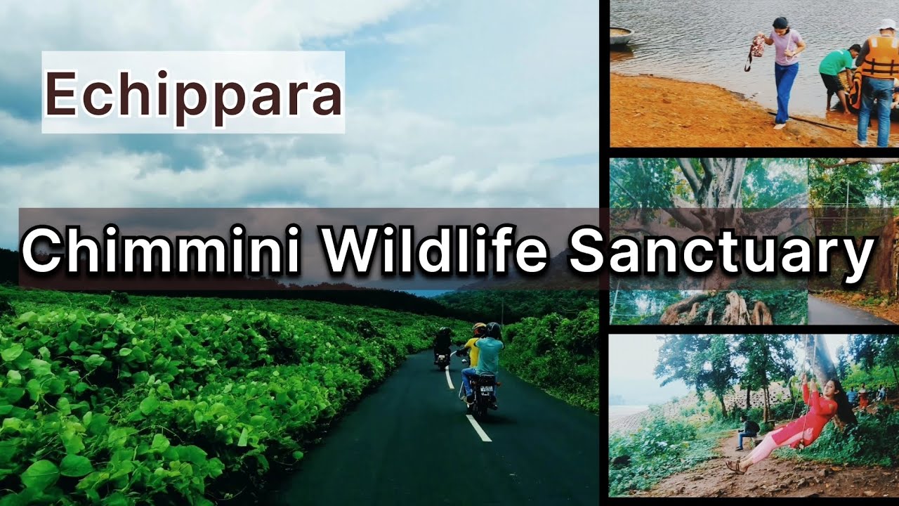 Chimmini wildlife sanctuary | Chimmini Dam Thrissur near Echippara ...