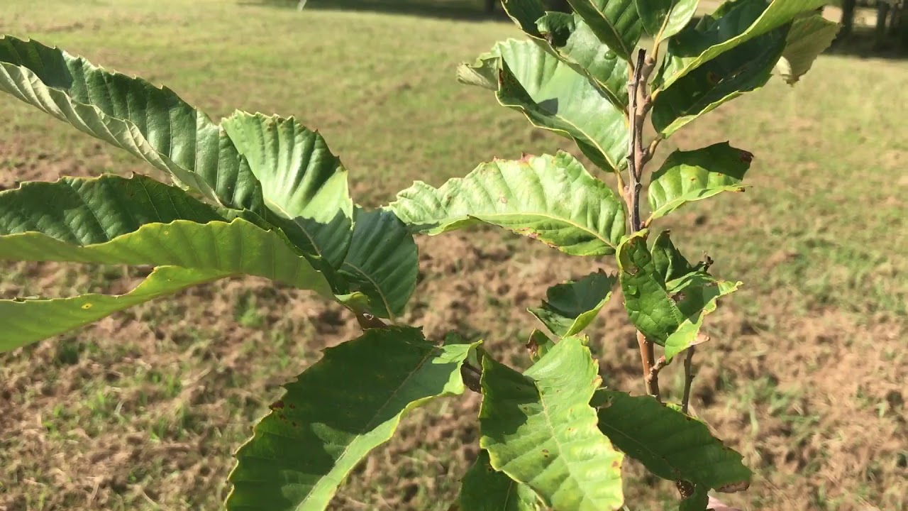 Wal-Mart Dunstan Chestnuts - Fall Update - YouTube