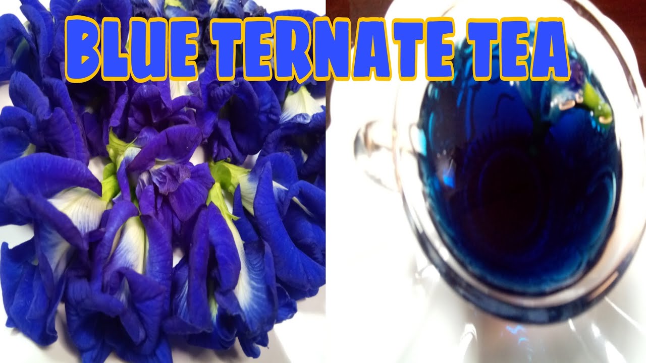 Butterfly Pea Flower Tea | Blue Ternate Tea | Blue Ternate Benefits ...