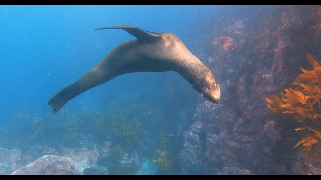 Free Diving with seals New Zealand, First ever sail - YouTube