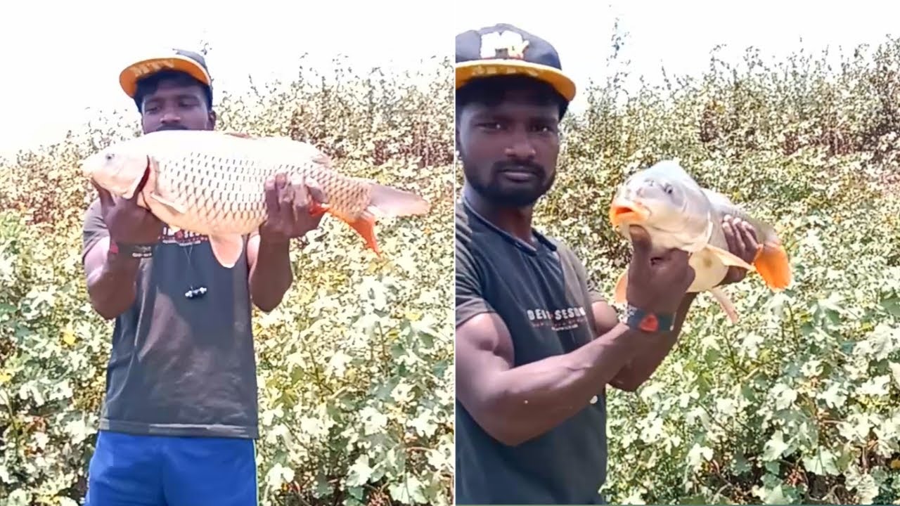 🐠big red katla fish and snakehead fish cathing and🎣 tilapia fish ...