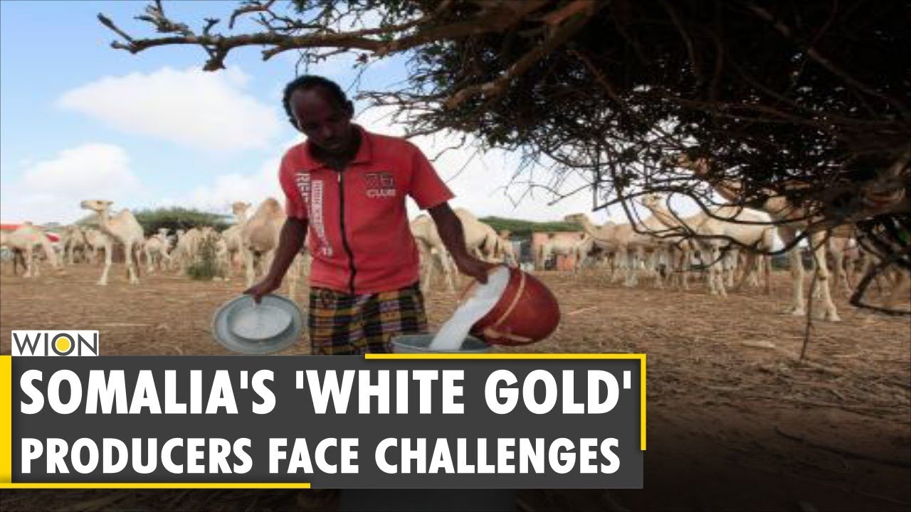 Somalia camel milk sector hopes to expand beyond its domestic market ...