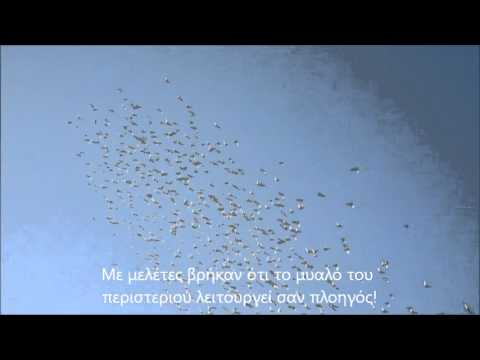Ταχυδρομικά Περιστέρια - YouTube