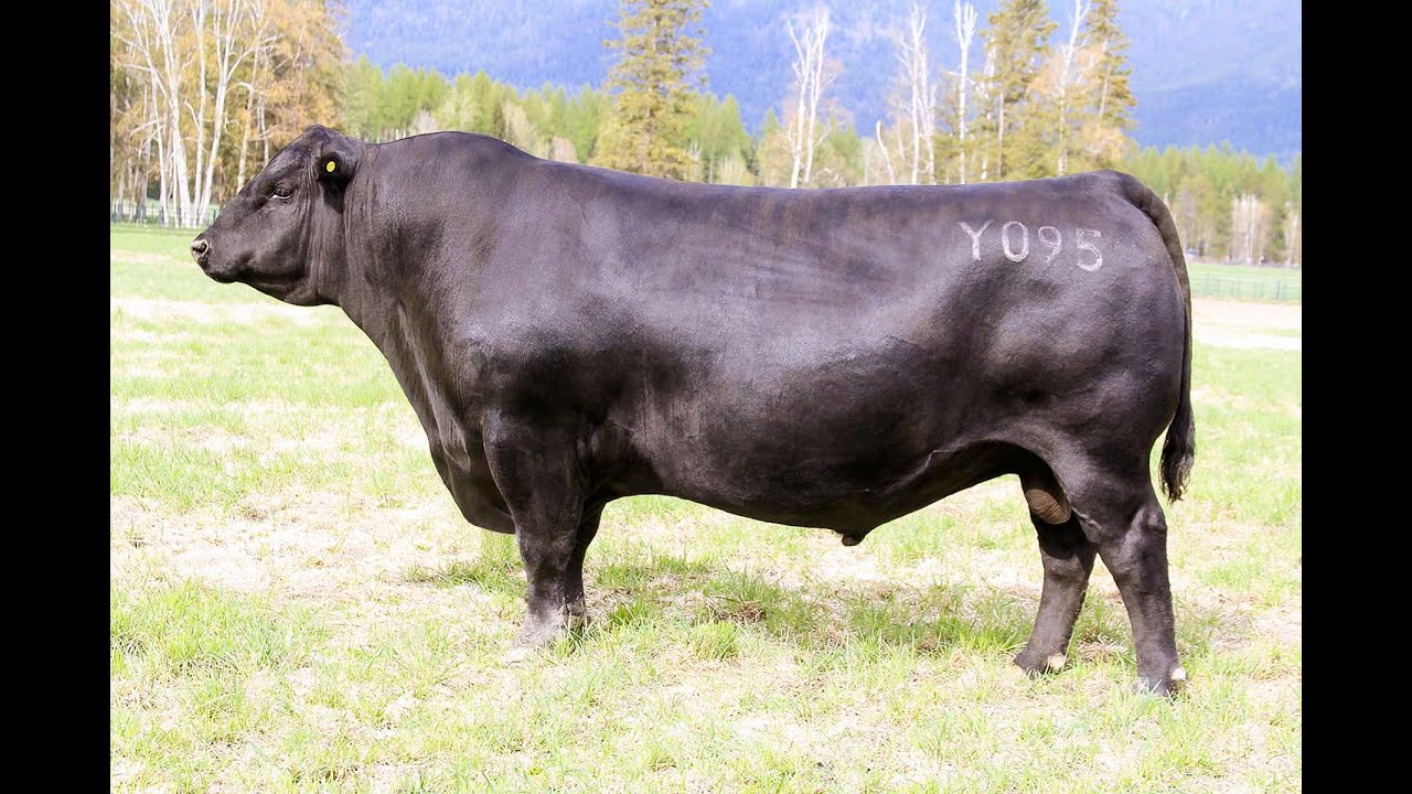 None Better Y095 - AAA Reg: 16997078 - YouTube