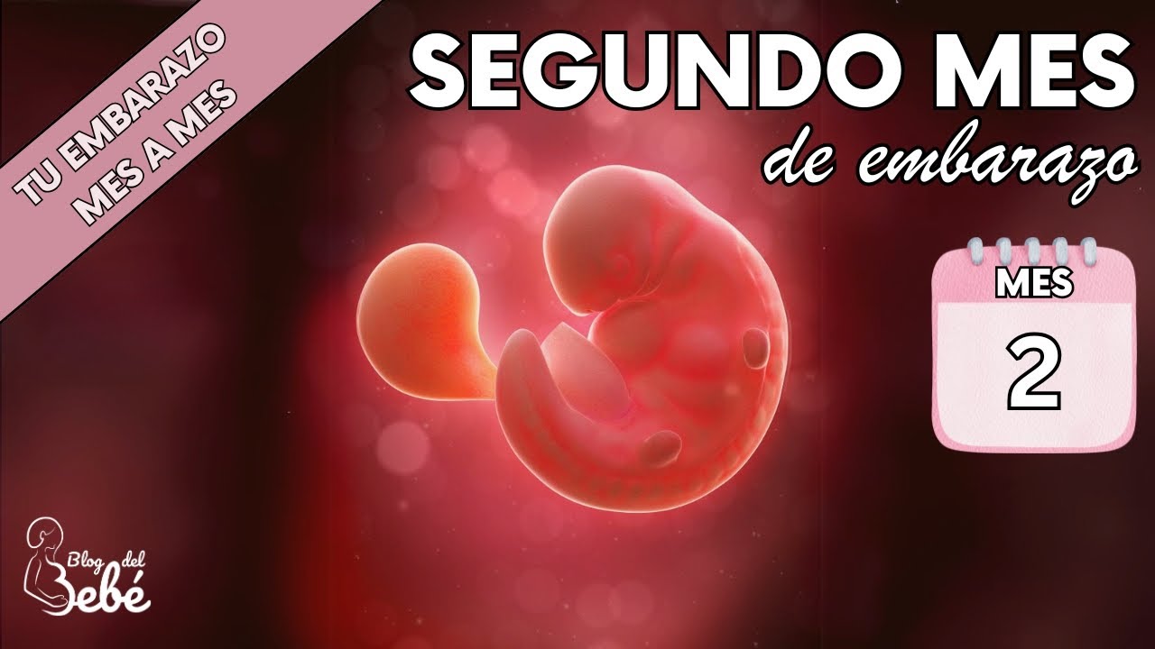 ️ Segundo mes de embarazo 🤰 Síntomas, consejos y desarrollo del bebé ...