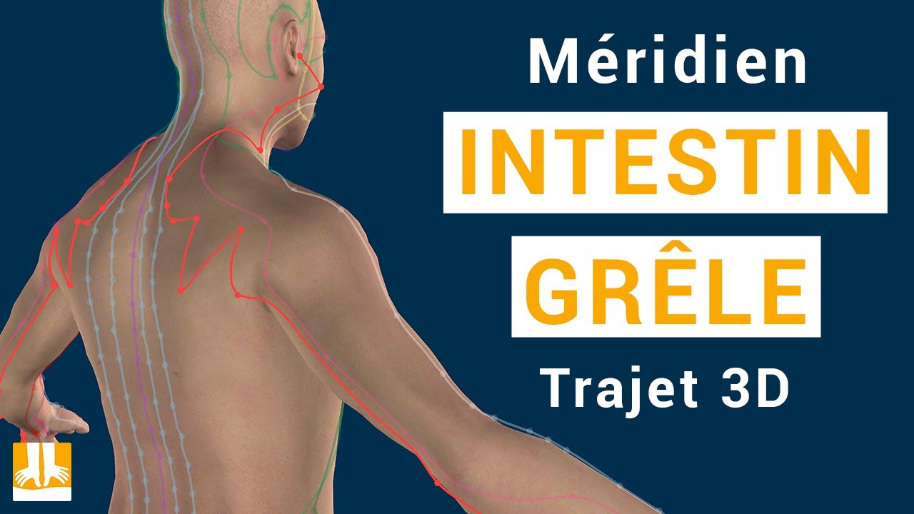 Méridien Intestin Grêle - Trajet 3D point par point - YouTube