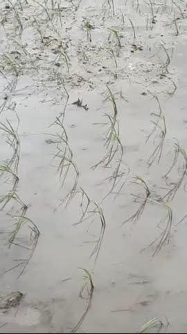 paddy damage field - YouTube