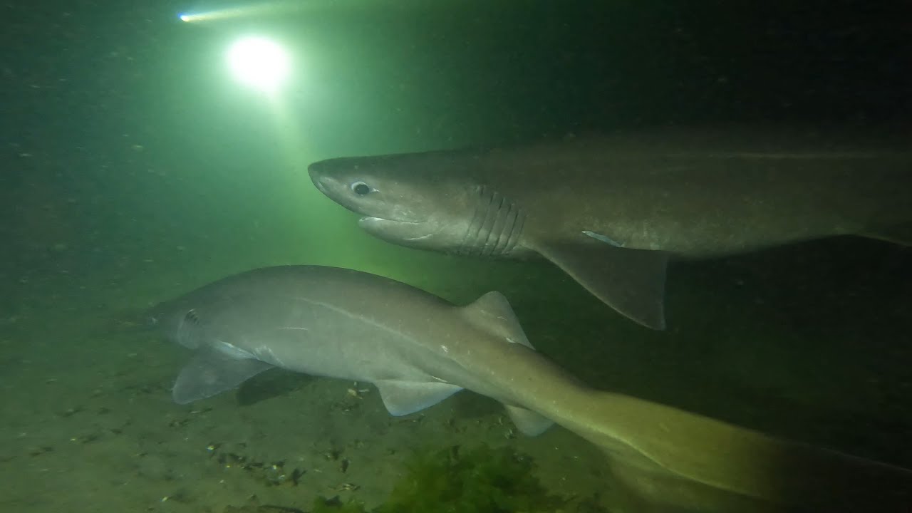 🦈🦈🦈🦈🦈 Lovely Six Gill Sharks - YouTube