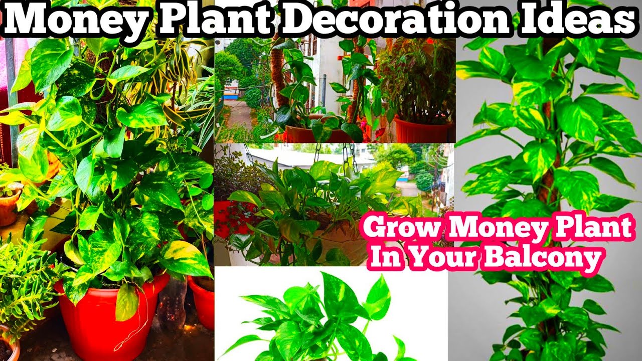 Grow Money Plant in Your Balcony | Money Plant | Money Plant Decoration ...