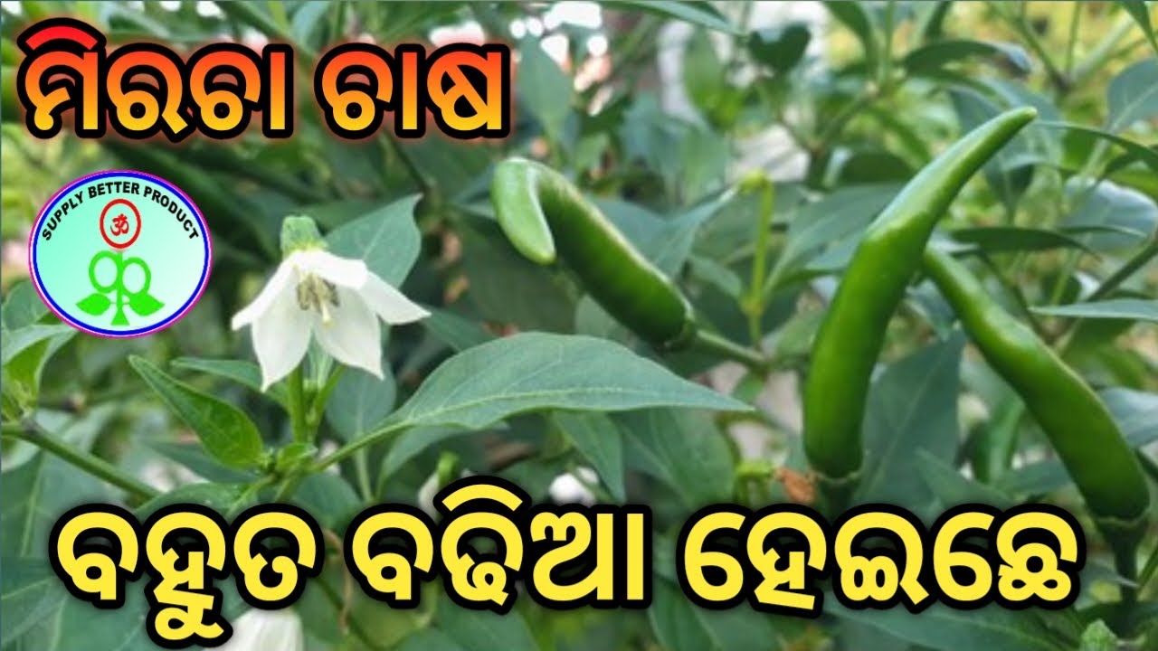 mircha chasa odia !! mircha chasa !! Om Agro Biotech Limited ...