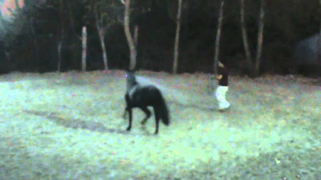 Poldro 3 anos Lusitano criado por Aris Tsikeras - YouTube