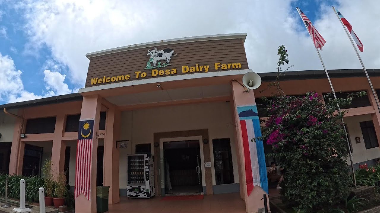 Desa Dairy Farm Kundasang Sabah #sabah #sabahtourism #kundasang # ...