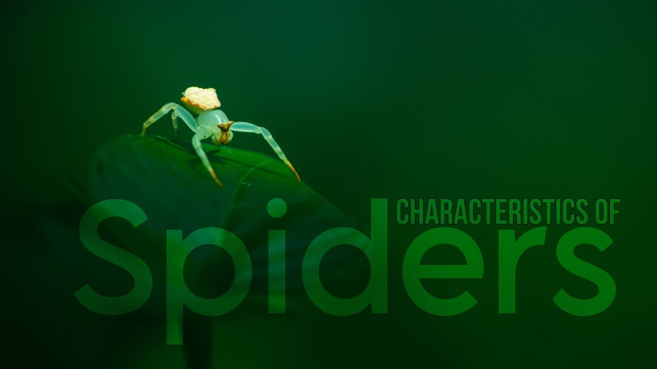 Seven unique characteristics of spiders - YouTube