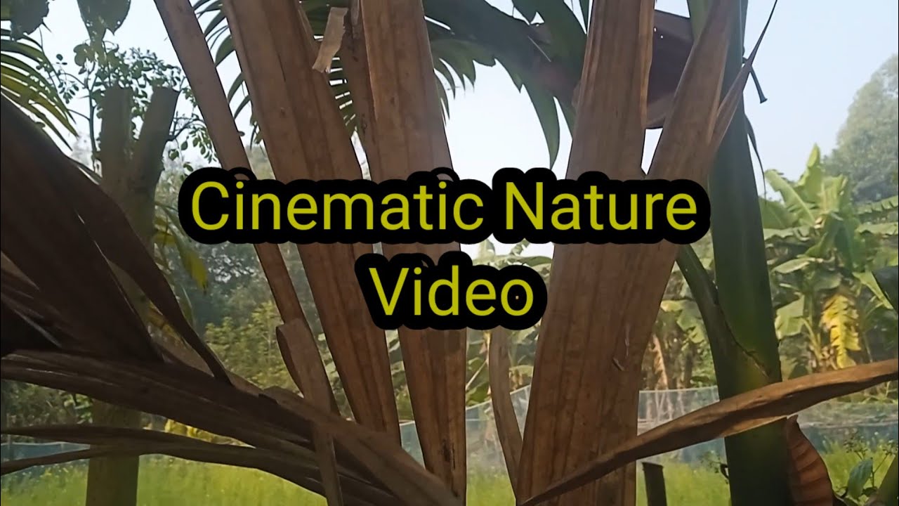 Cinematic Nature Video। Relaxing nature video। - YouTube