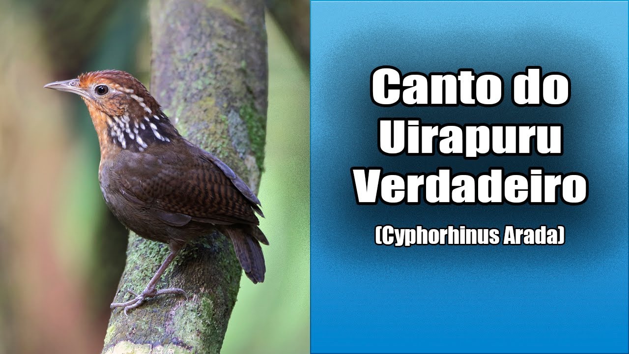 168 - O Canto do UIRAPURU VERDADEIRO (Cyphorhinus Arada) Bird Song ...