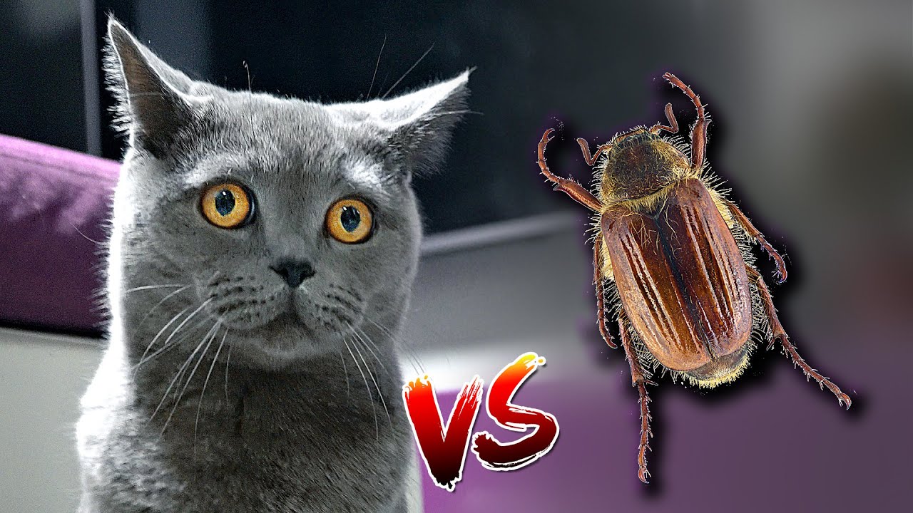 Cat vs Huge Beetle - YouTube