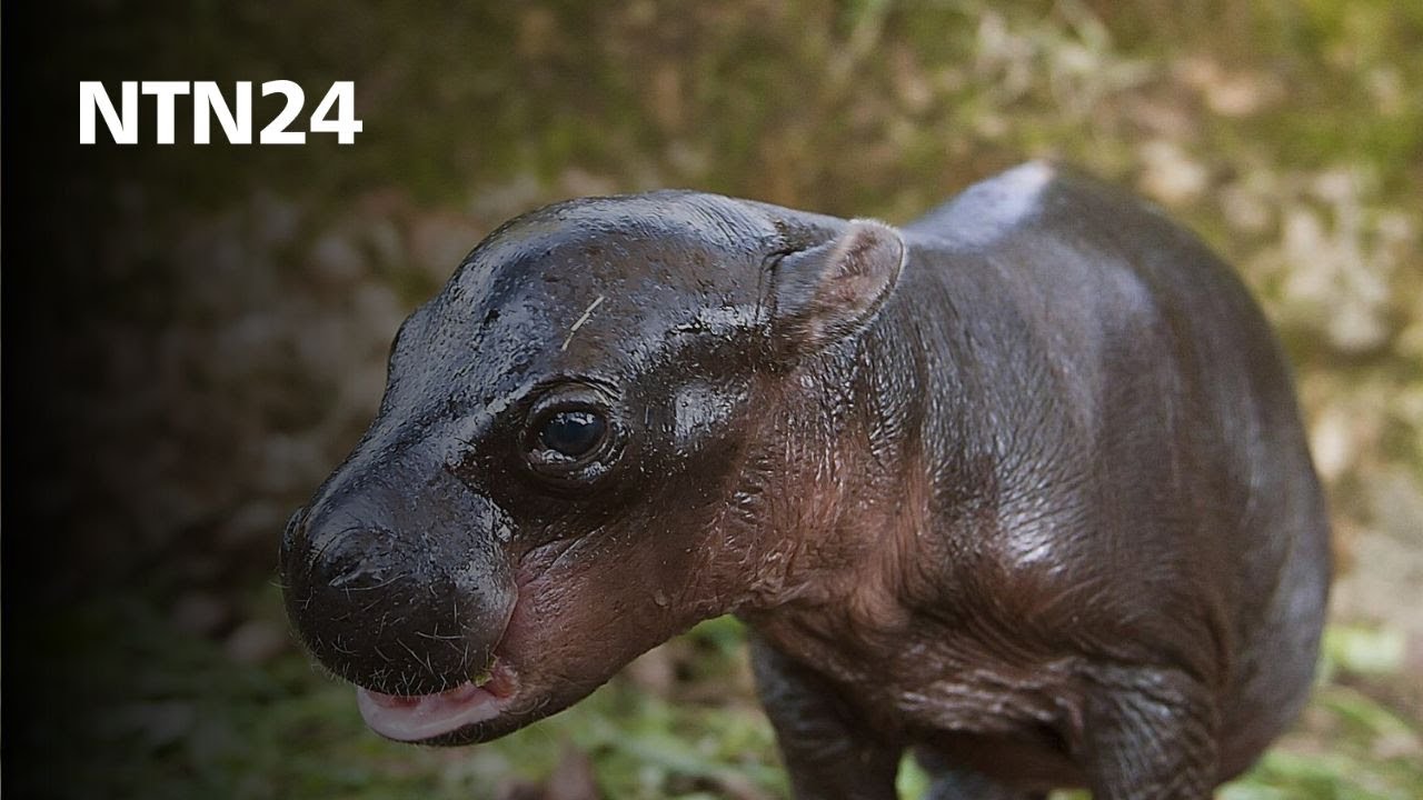 Fue presentado un hipopótamo pigmeo, especie en peligro de extinción ...