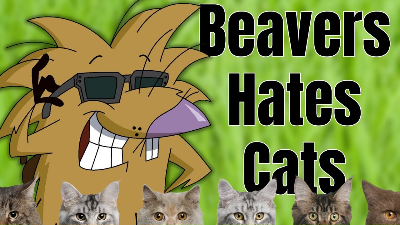 Beavers Hates Cats!!! - YouTube