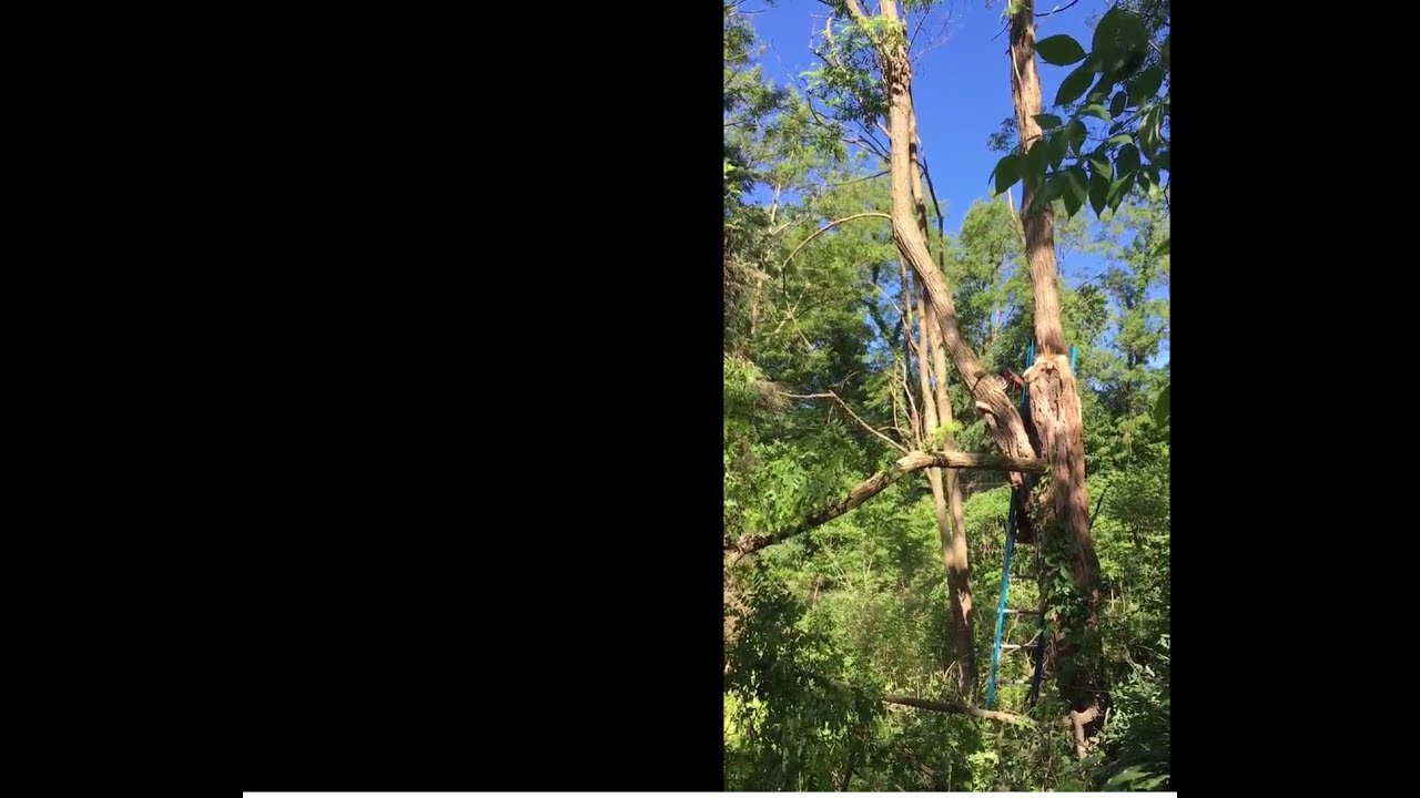 How to cut locust limbs from tree while on ladder - YouTube
