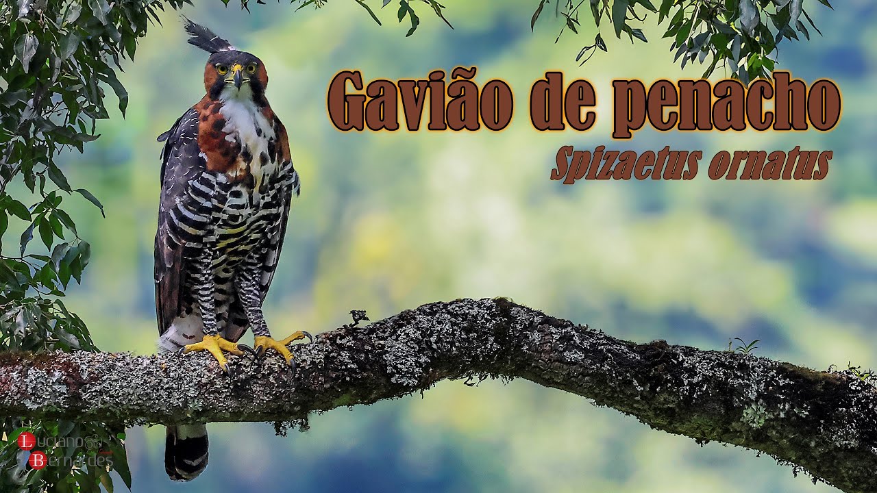 Gavião de penacho (Spizaetus ornatus) - Ornate Hawk-Eagle - YouTube